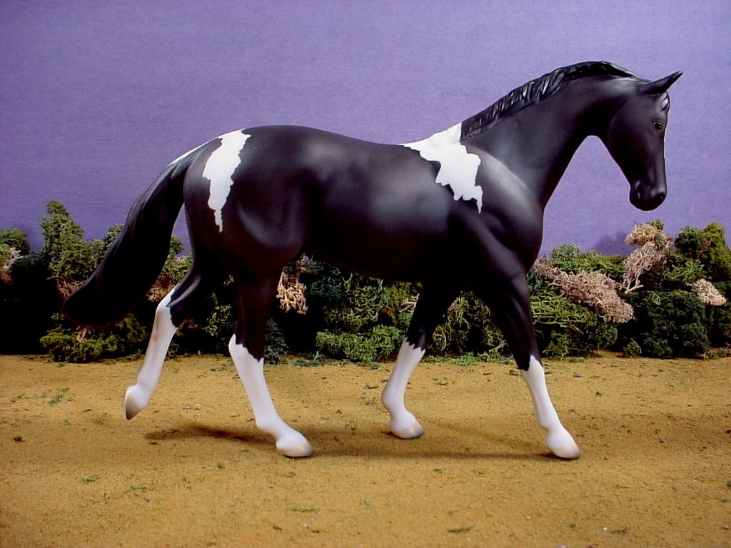 Black Pinto Horse